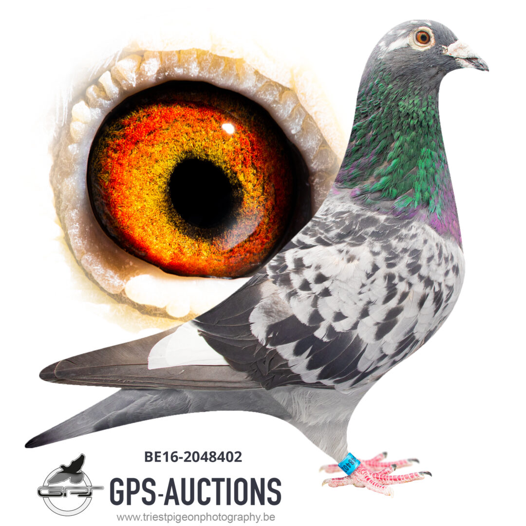 Koen van Roy Part 2 - GPS-Auctions
