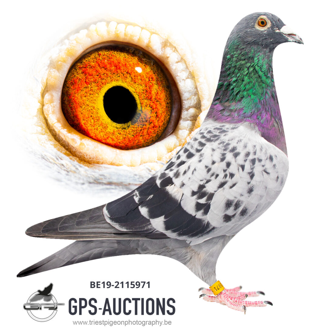 Koen van Roy Part 2 - GPS-Auctions