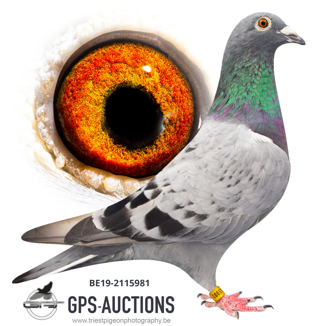 Koen van Roy Part 2 - GPS-Auctions