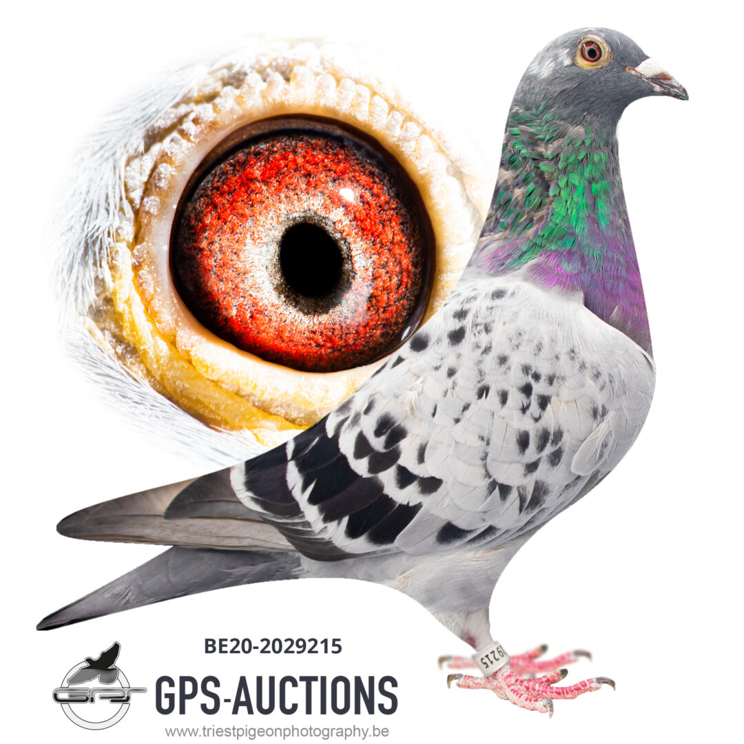 Koen van Roy Part 2 - GPS-Auctions