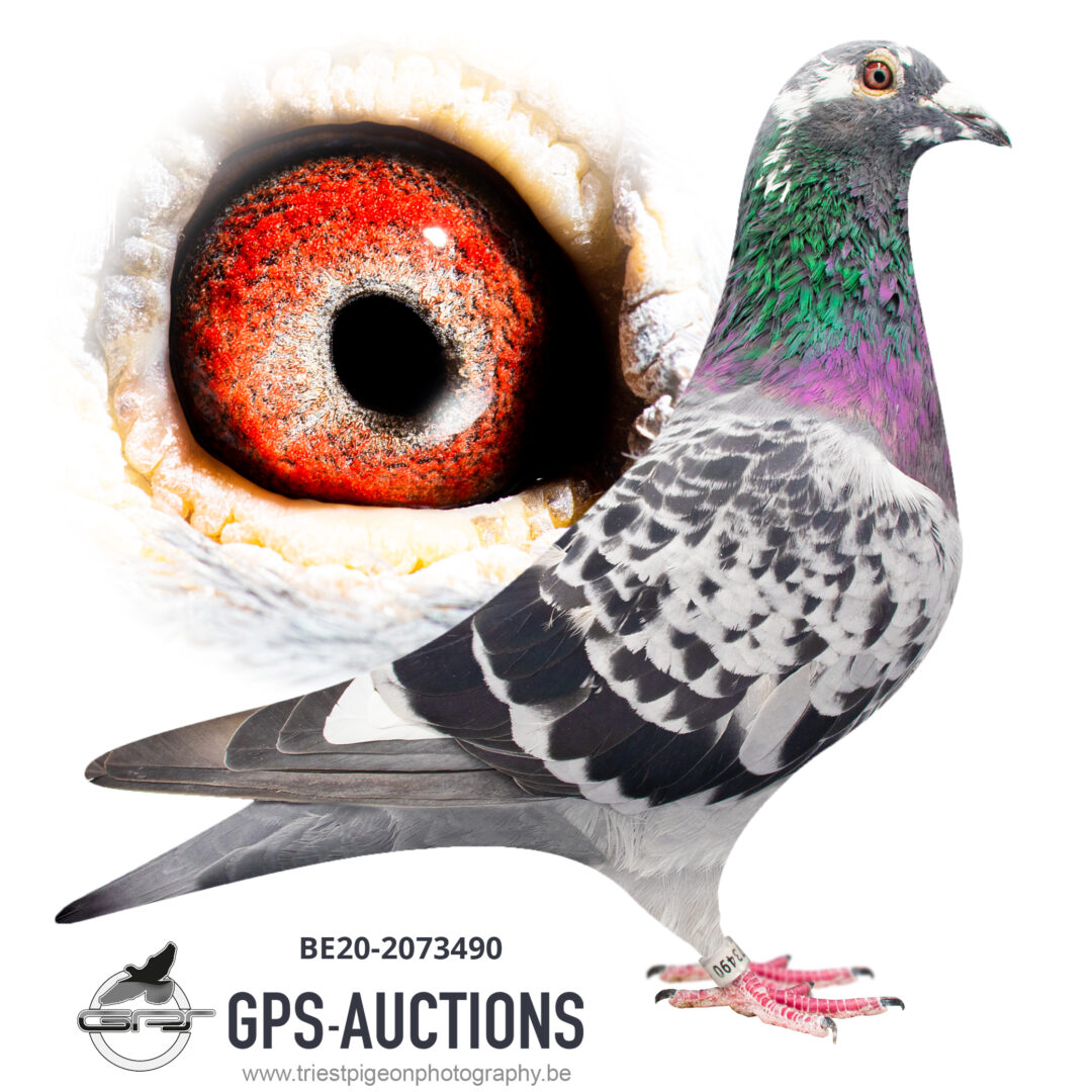 Koen van Roy Part 2 - GPS-Auctions