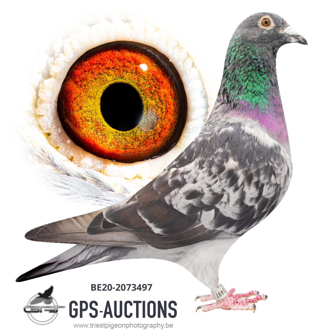 Koen van Roy Part 2 - GPS-Auctions