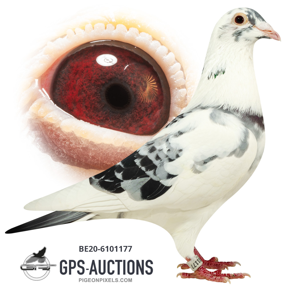 Marcel Wouters Special. - GPS-Auctions