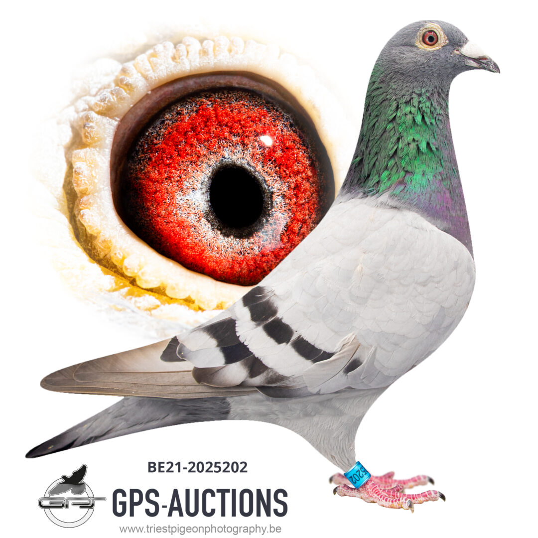 Koen van Roy Part 2 - GPS-Auctions