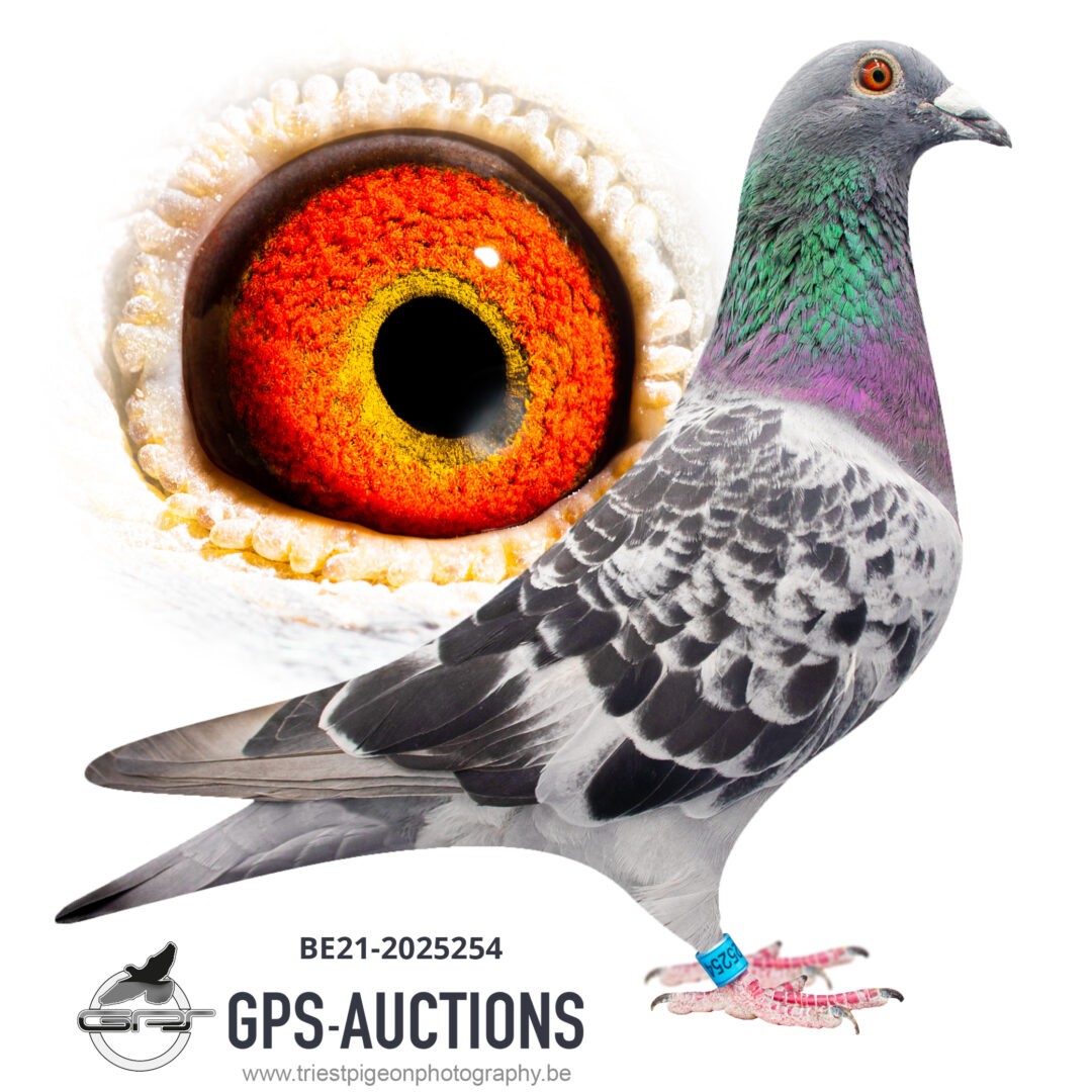 Koen van Roy Part 2 - GPS-Auctions