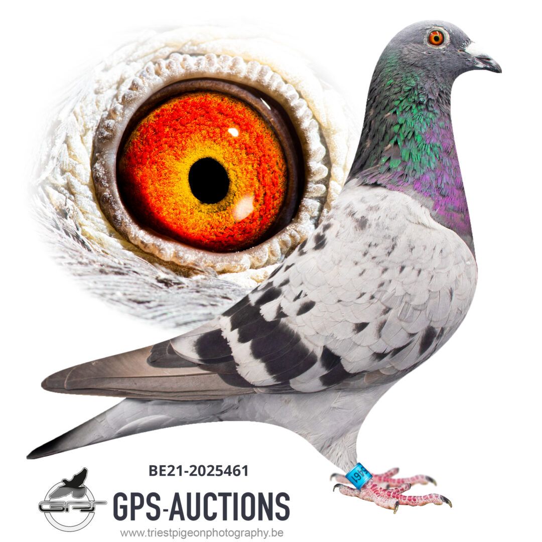 Koen van Roy - 第 1 部分 - GPS-Auctions