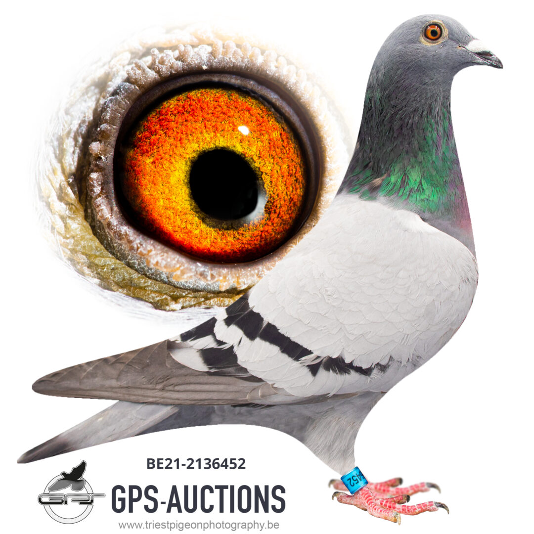 Koen van Roy Part 2 - GPS-Auctions