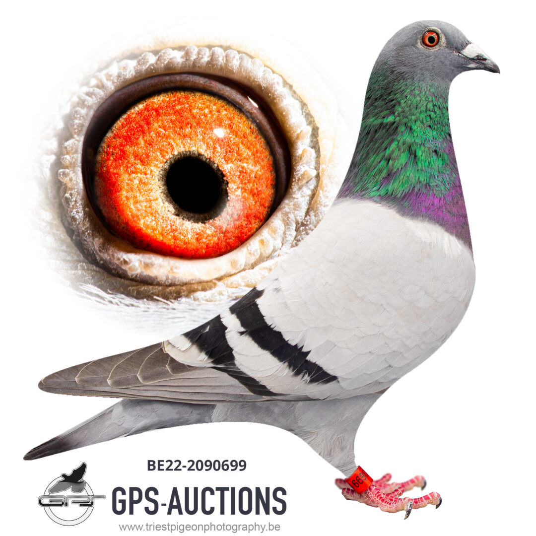 Koen van Roy Part 2 - GPS-Auctions