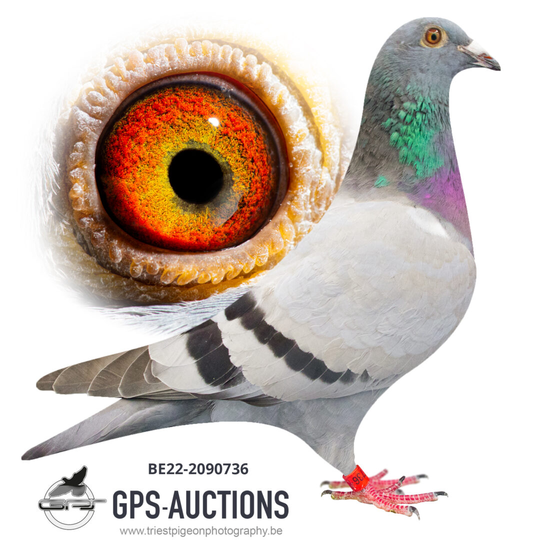 Koen van Roy Part 2 - GPS-Auctions
