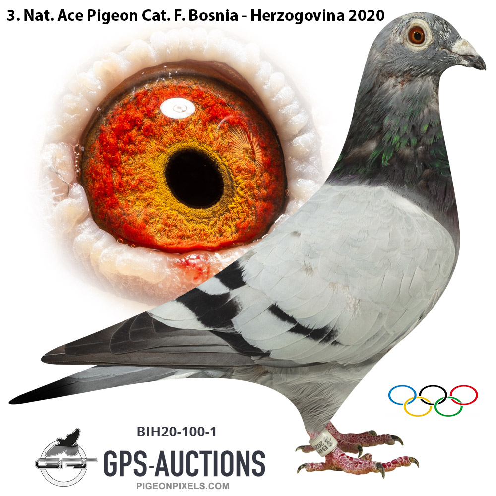 Super Result Pigeons - GPS-Auctions