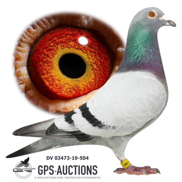 Dirk van den Bulck Collection - GPS-Auctions