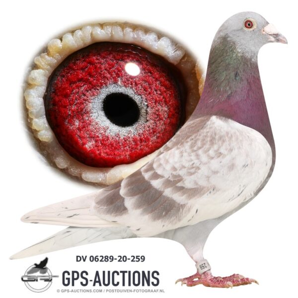 Dirk van den Bulck Collection - GPS-Auctions