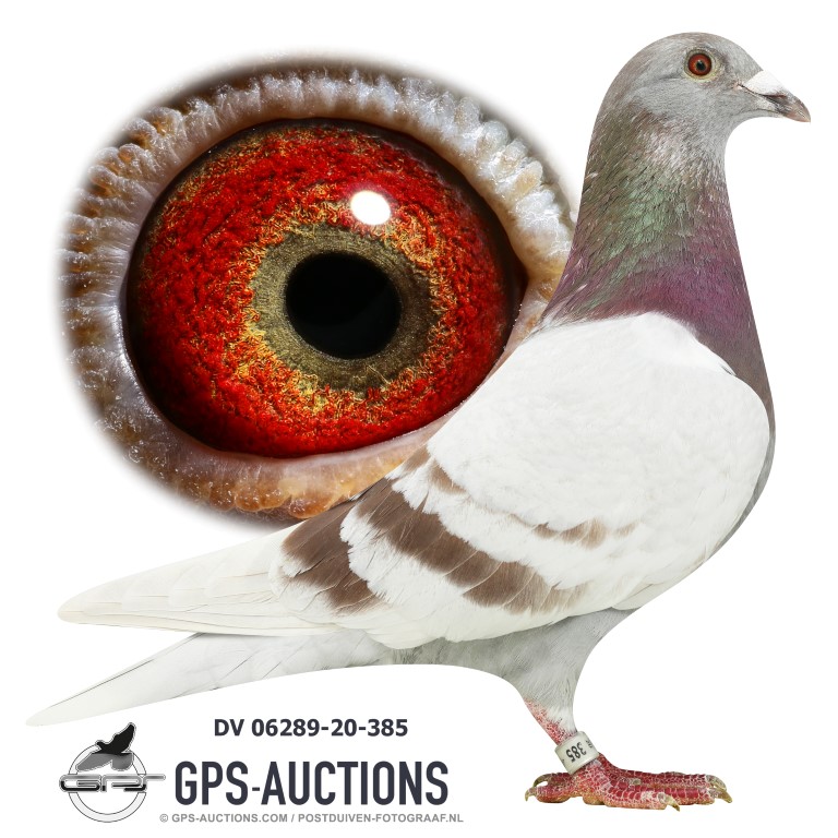 Dirk van den Bulck Collection - GPS-Auctions