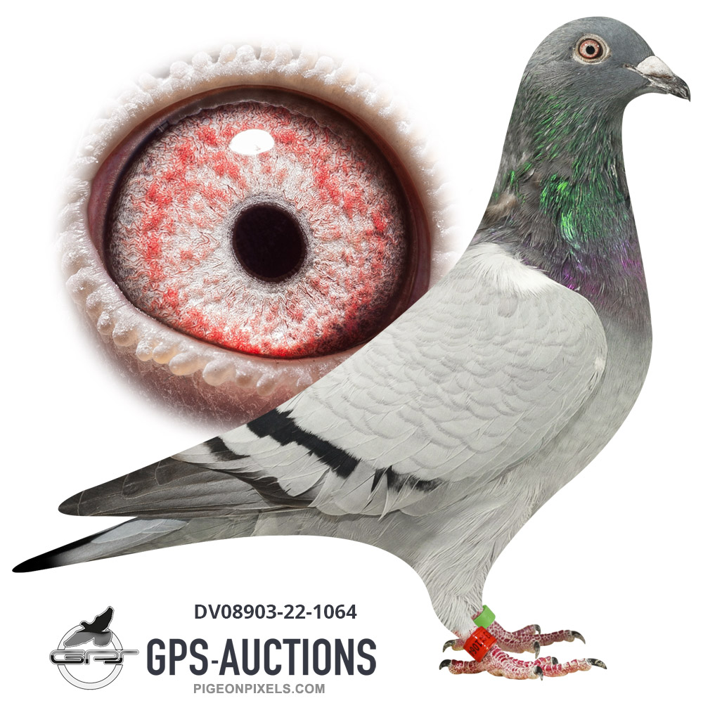 Achmed Kramer Part 1 - GPS-Auctions
