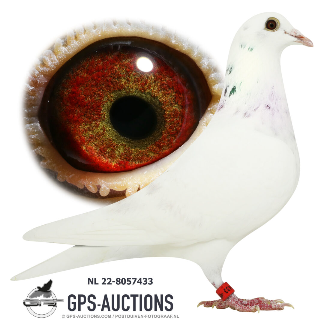 Beute & Hansen Part 2 - GPS-Auctions