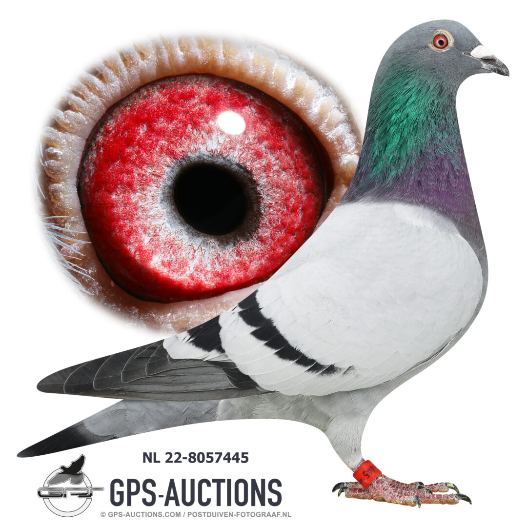 Beute & Hansen Part 2 - GPS-Auctions