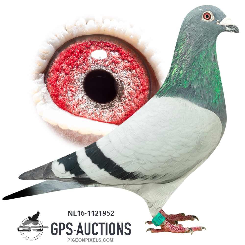 Re-Auction European Pigeons - GPS-Auctions