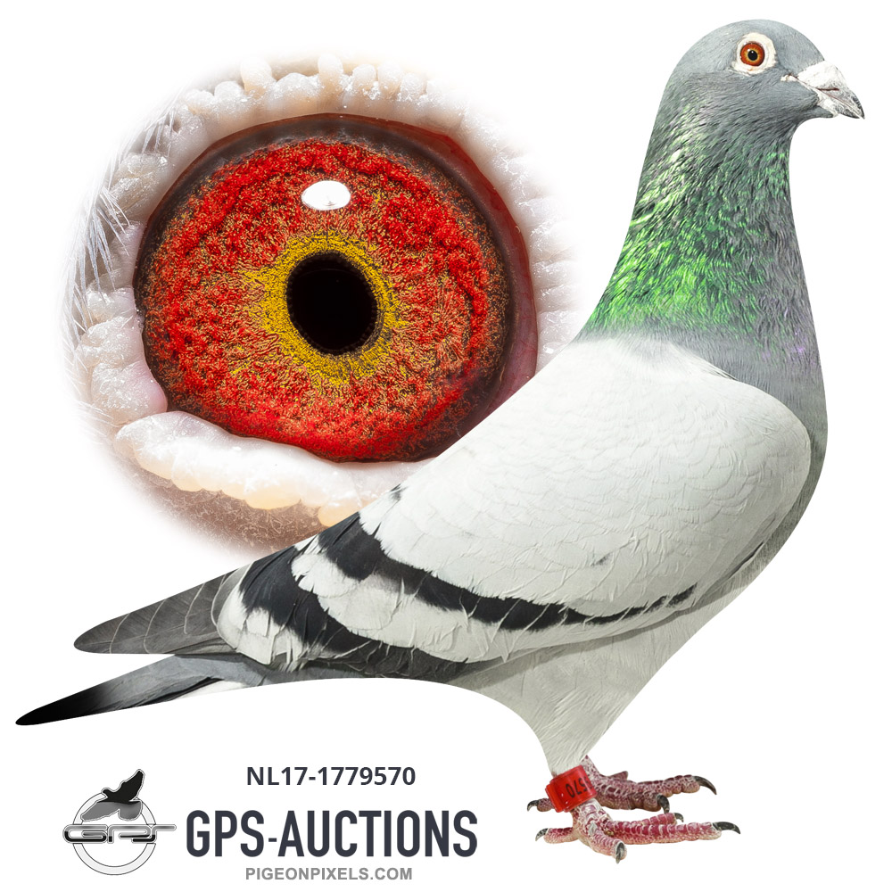 Famous Dutch Pigeons - GPS-Auctions