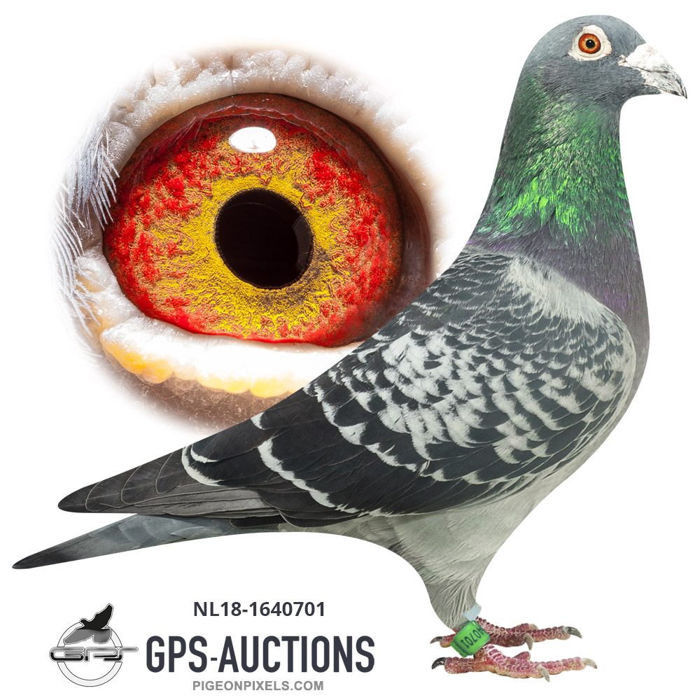 First Class Pigeons - GPS-Auctions