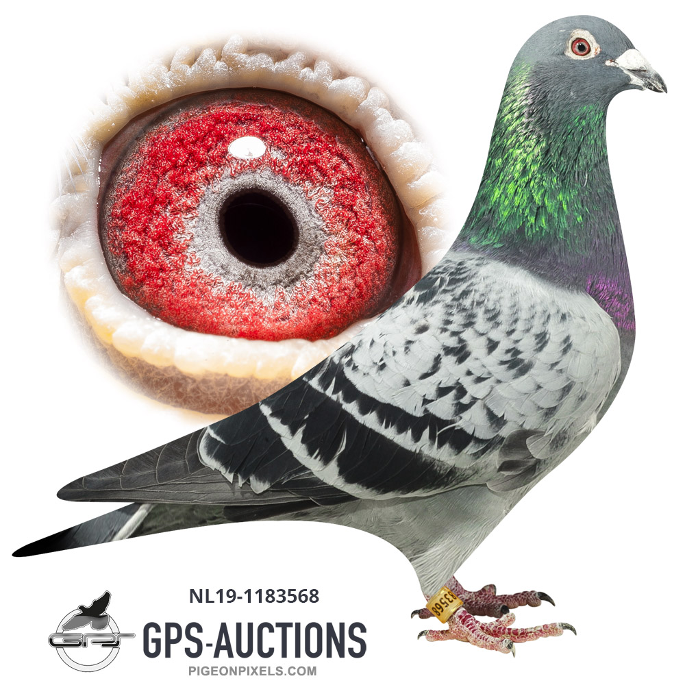 Famous Dutch Pigeons - GPS-Auctions