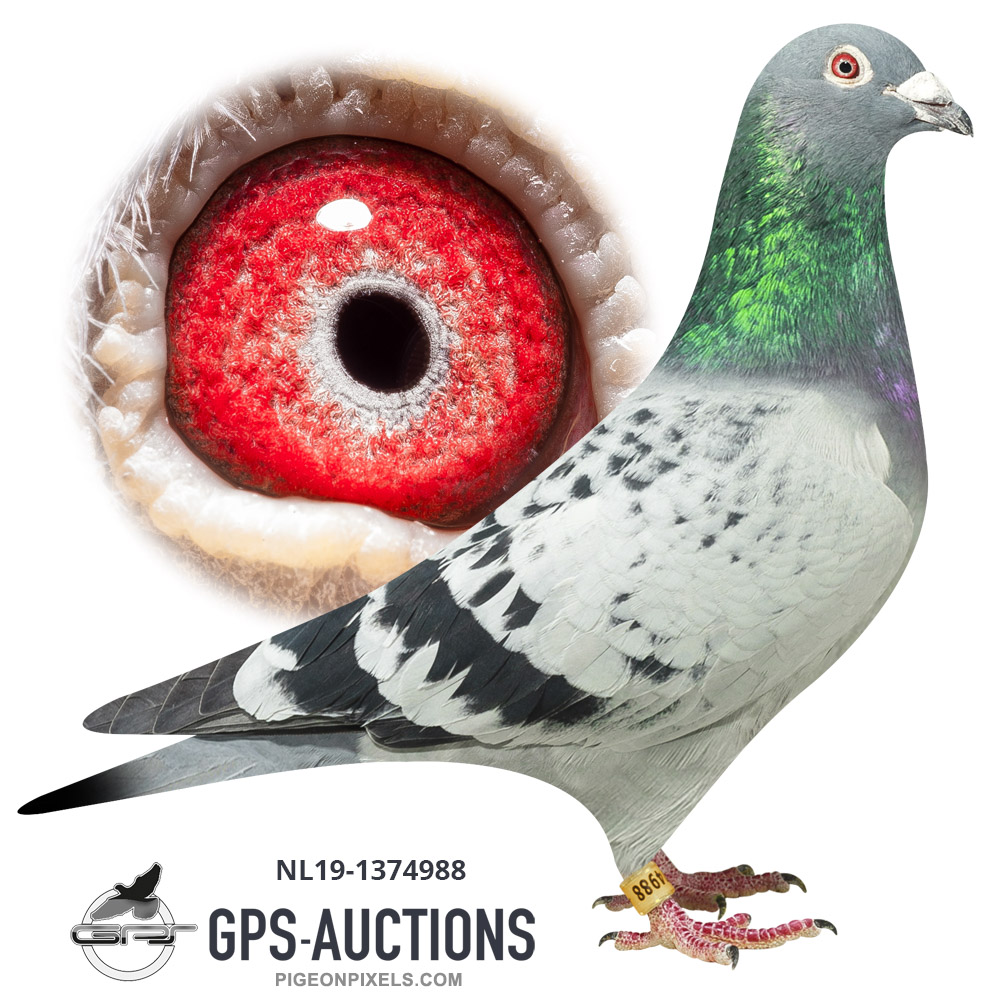 Famous Dutch Pigeons - GPS-Auctions