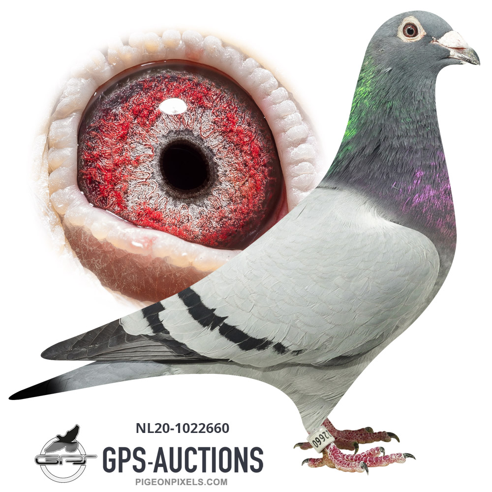 Famous Dutch Pigeons - GPS-Auctions