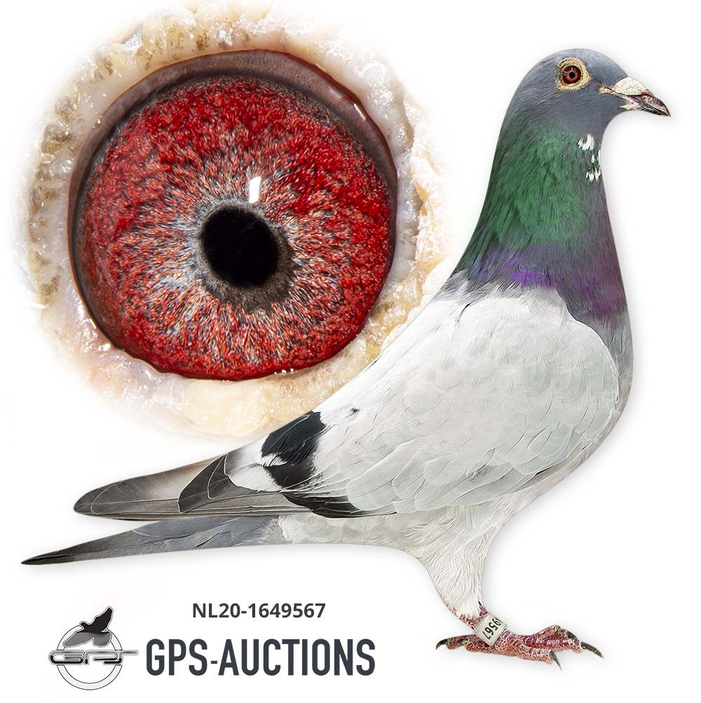 Bolhoeve & v/d Pasch Part 3 - GPS-Auctions