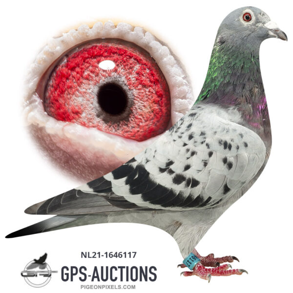 Famous Dutch Pigeons - GPS-Auctions