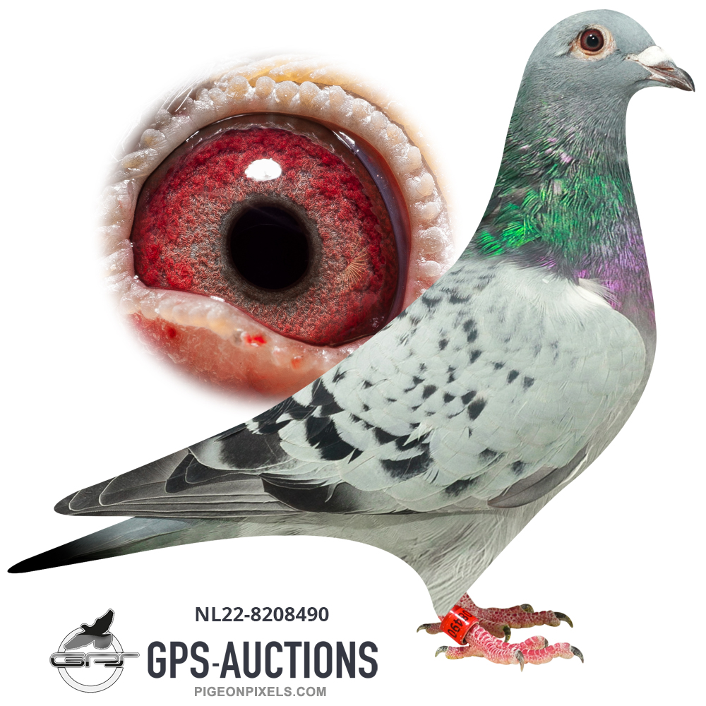 Famous Dutch Pigeons - GPS-Auctions