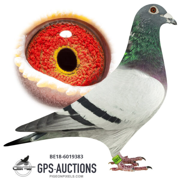 Diamonds of the Sky - GPS-Auctions