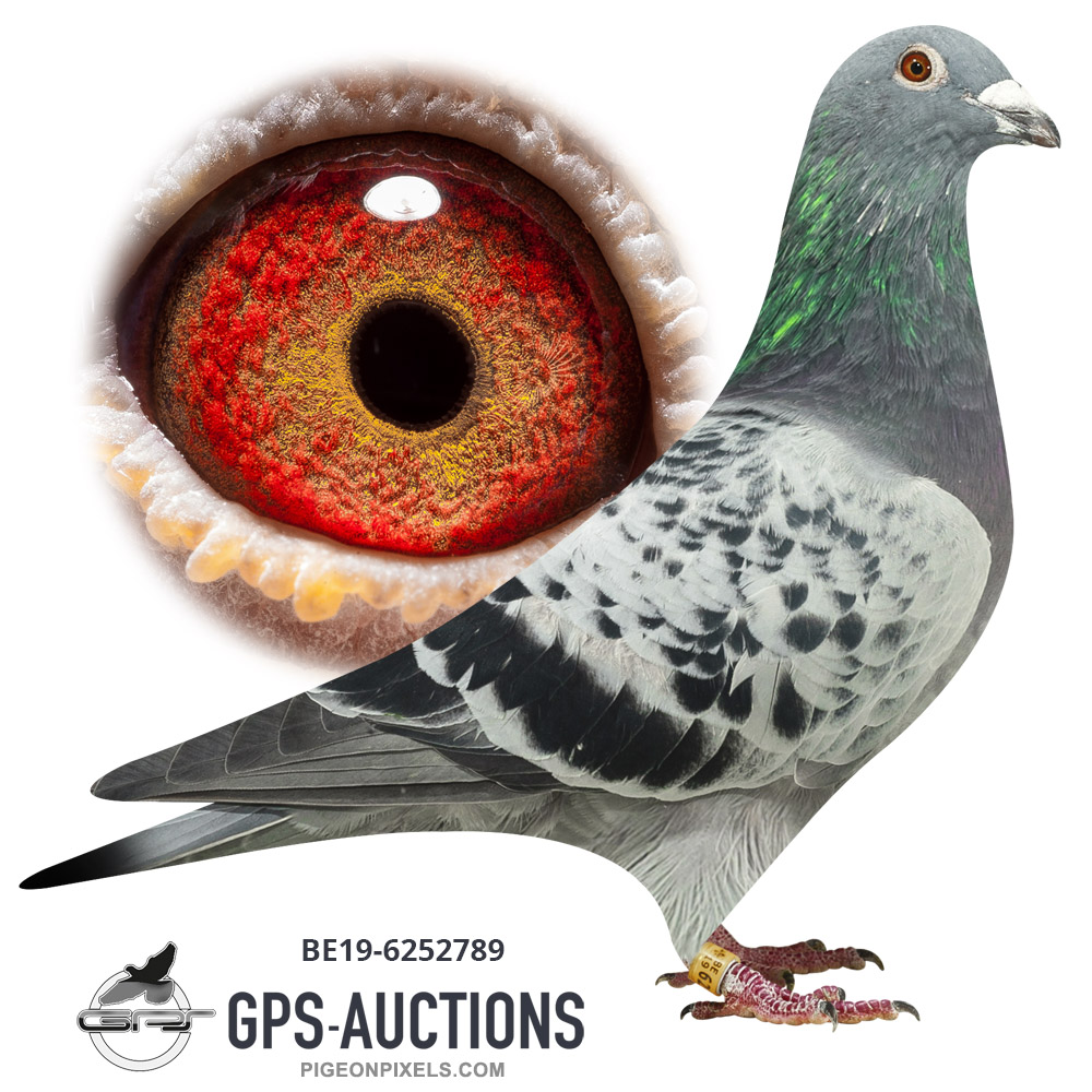 Diamonds of the Sky - GPS-Auctions