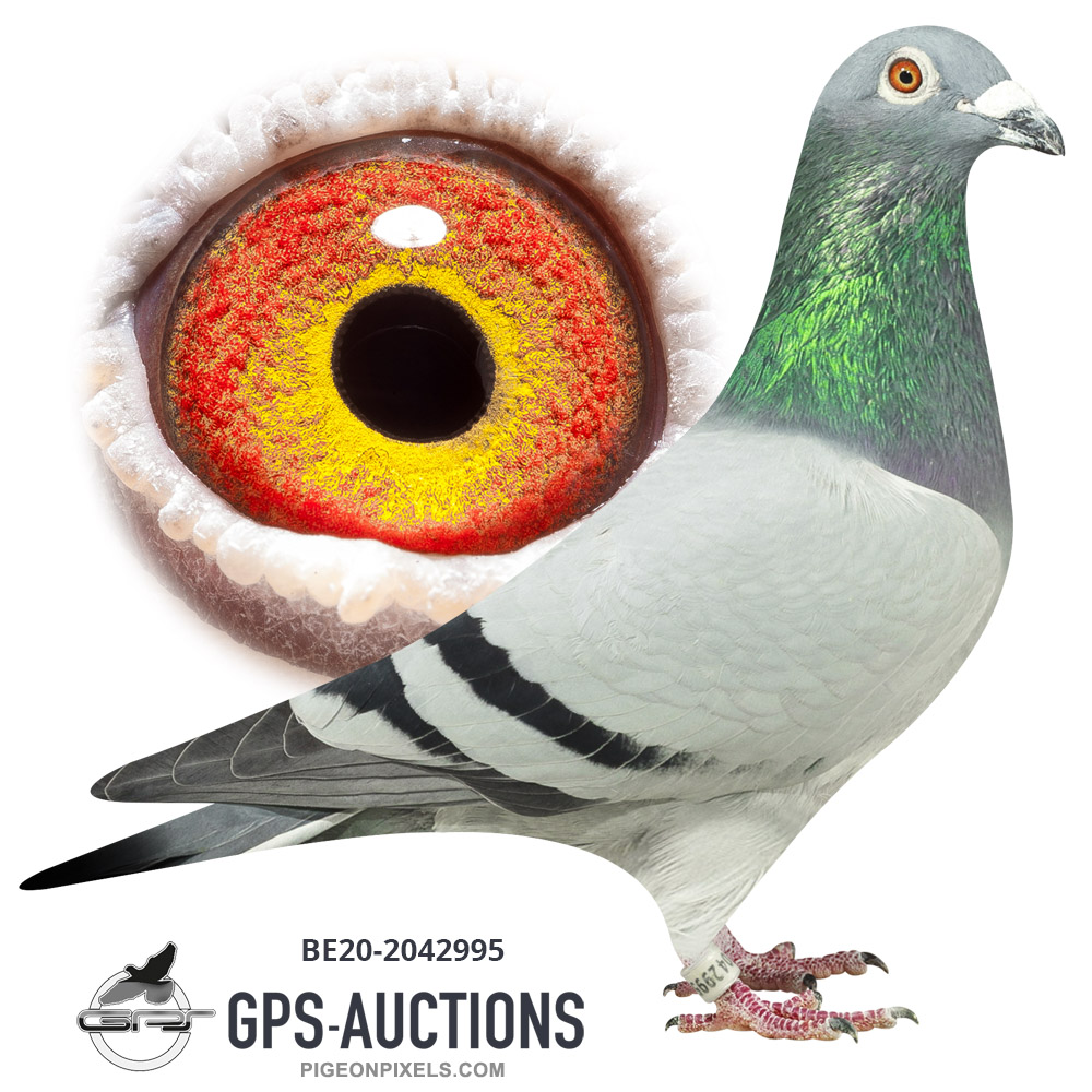 6 Special Pigeons - GPS-Auctions