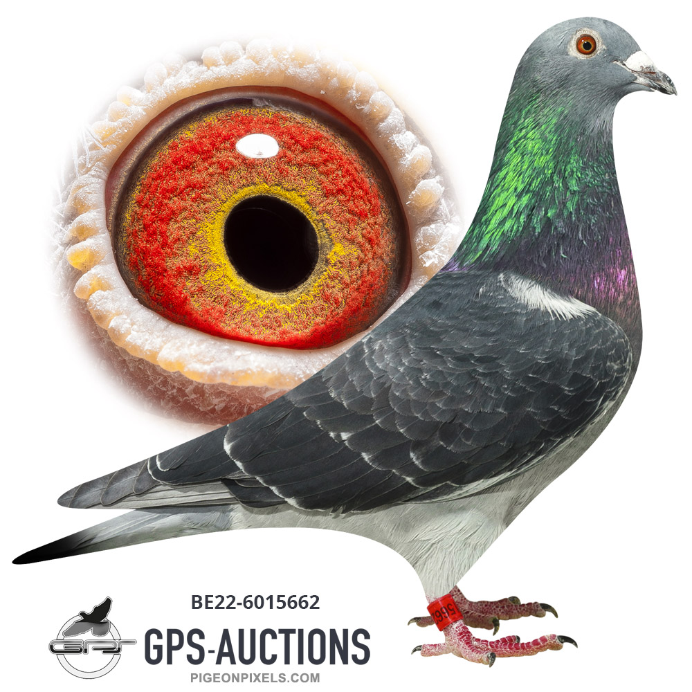 Bart Verbeek - Geerinckx Special Part 2 - GPS-Auctions