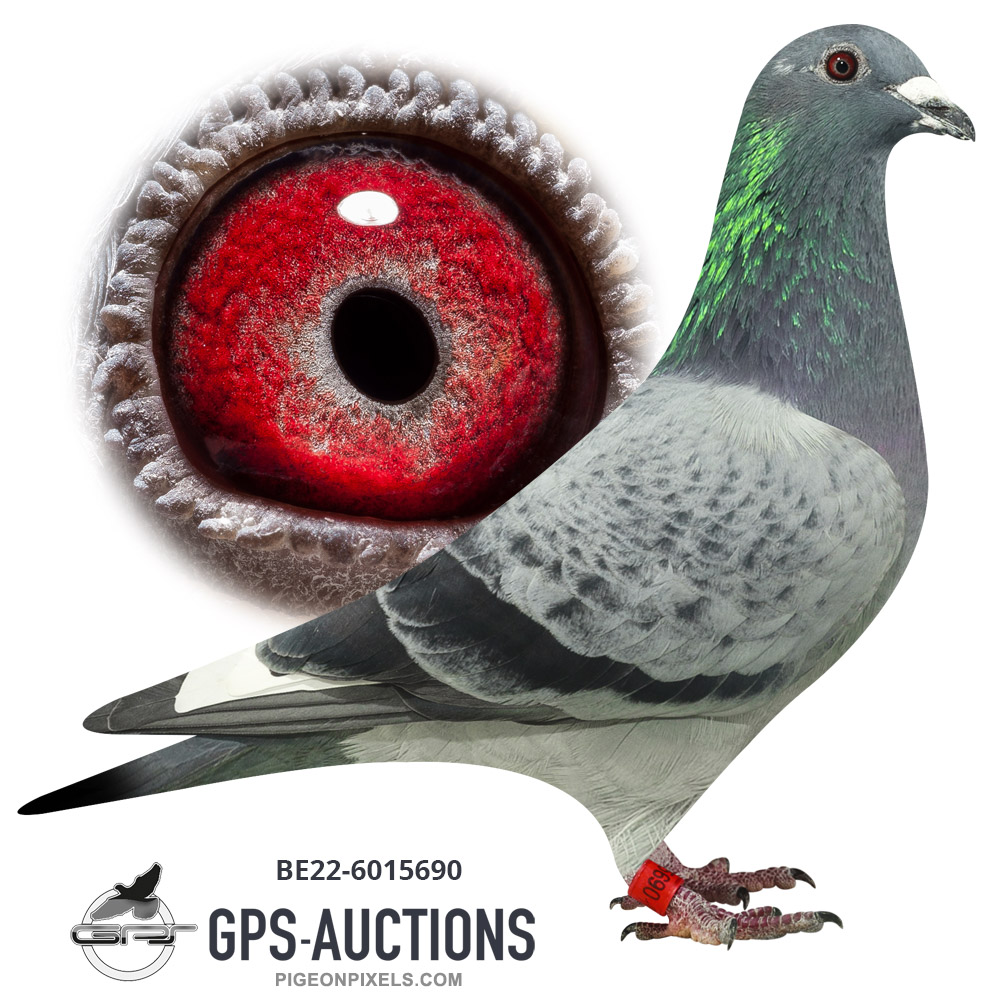 Bart Verbeek - Geerinckx Special Part 2 - GPS-Auctions