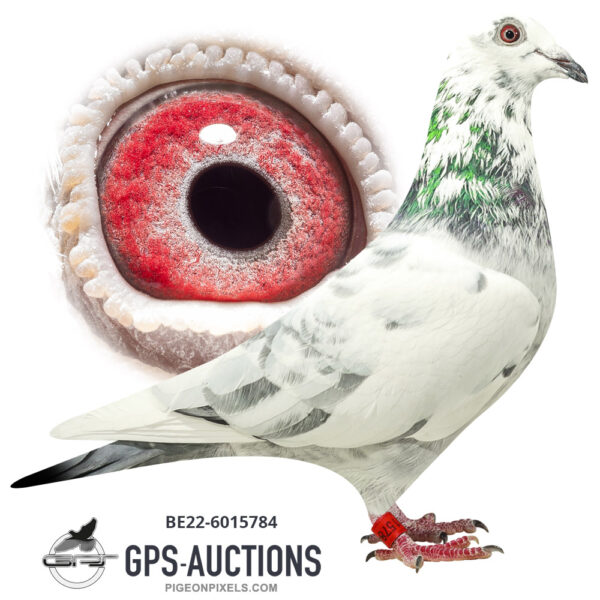Bart Verbeek - Geerinckx Special Part 1 - GPS-Auctions