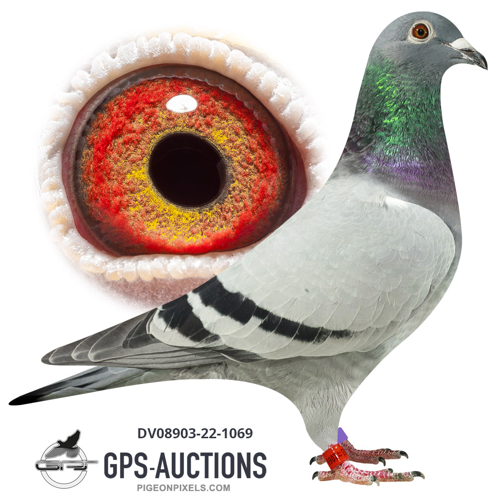 Achmed Kramer Parte 2 - GPS-Auctions
