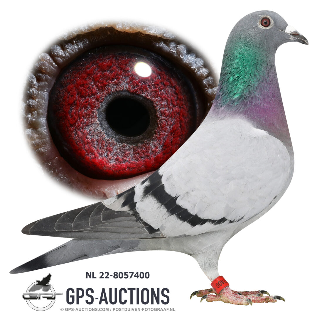 Palomas Beute & Hansen - GPS-Auctions