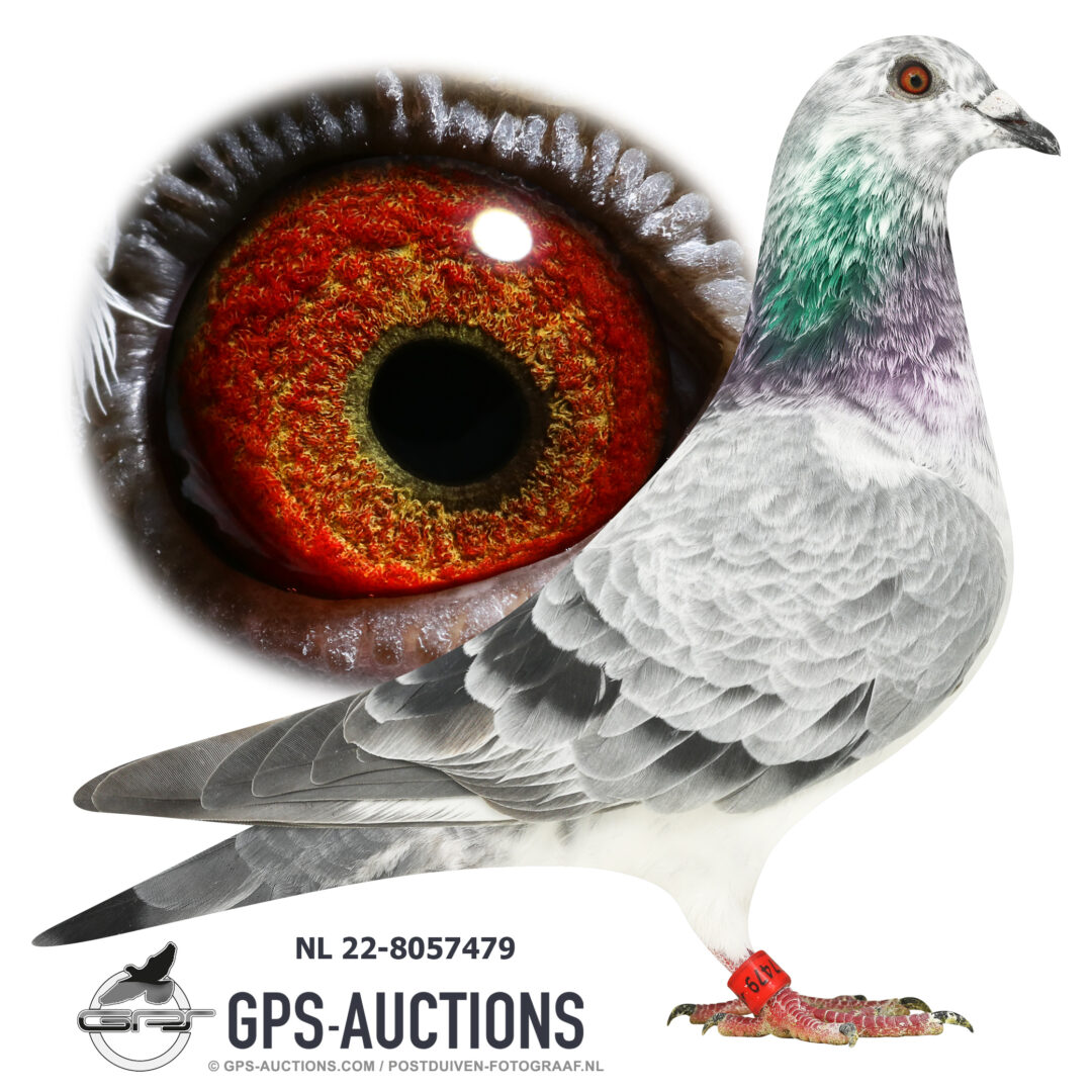 Beute & Hansen Pigeons - GPS-Auctions
