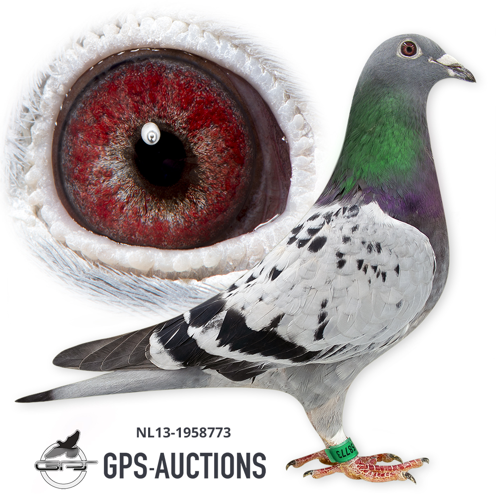 Breeders Johan de Vries - GPS-Auctions