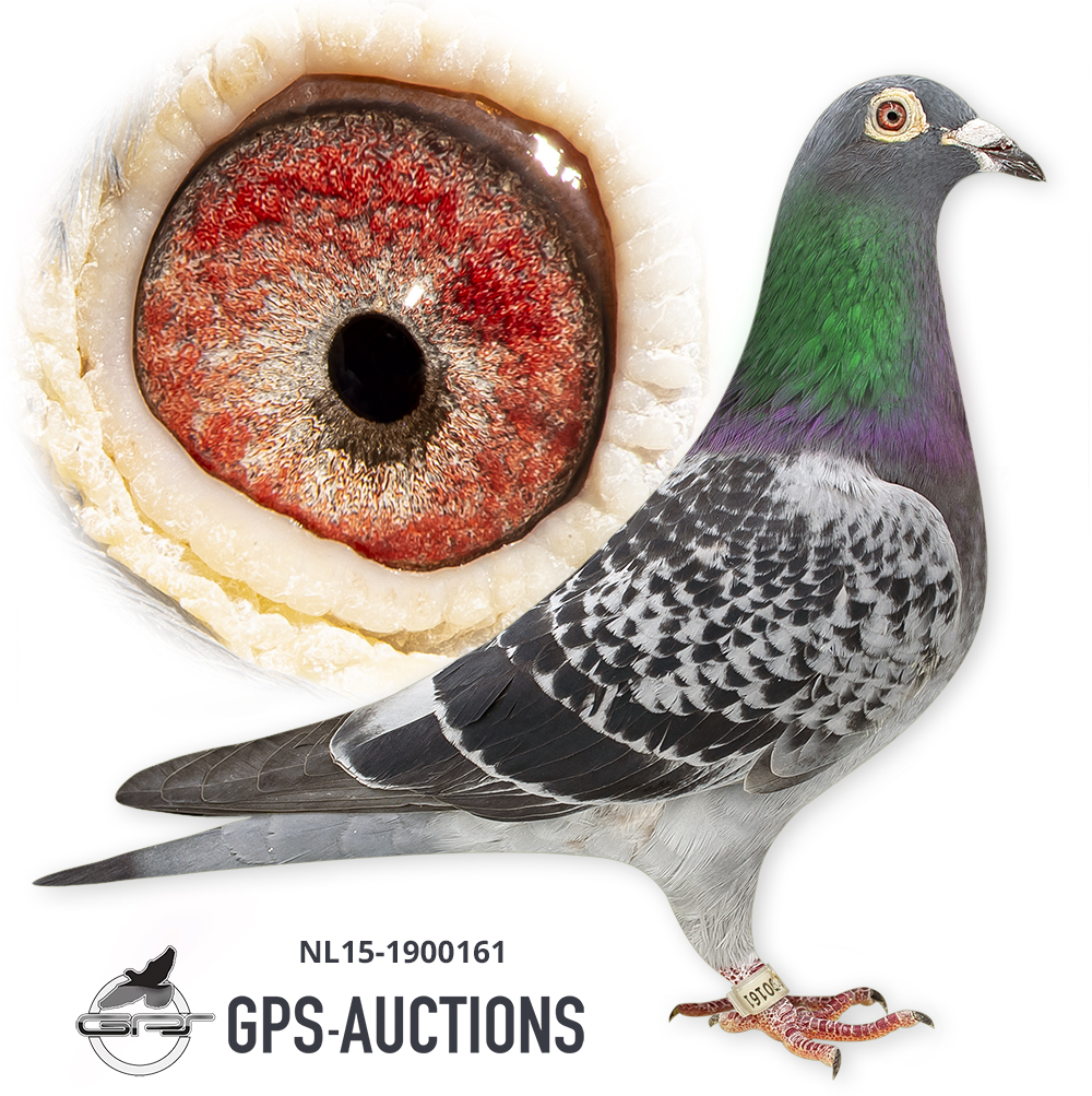 Breeders Johan de Vries - GPS-Auctions