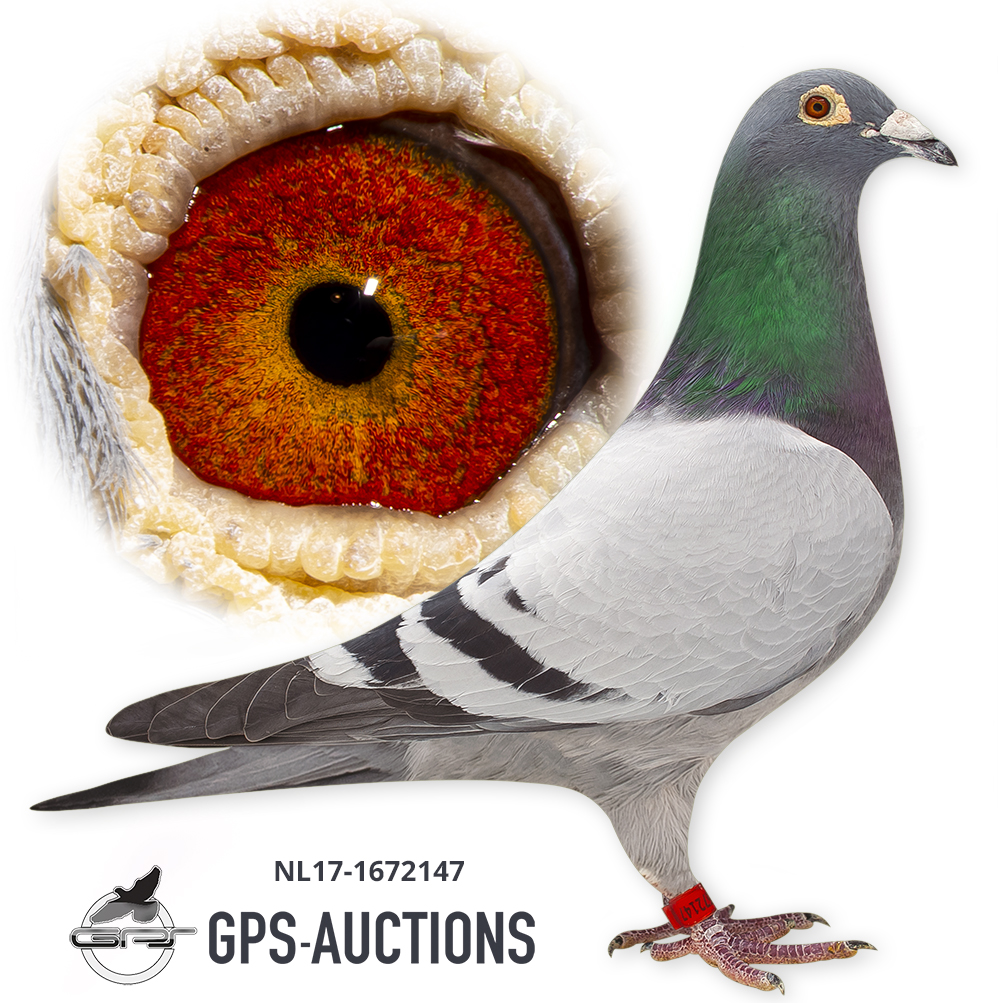 Breeders Johan de Vries - GPS-Auctions