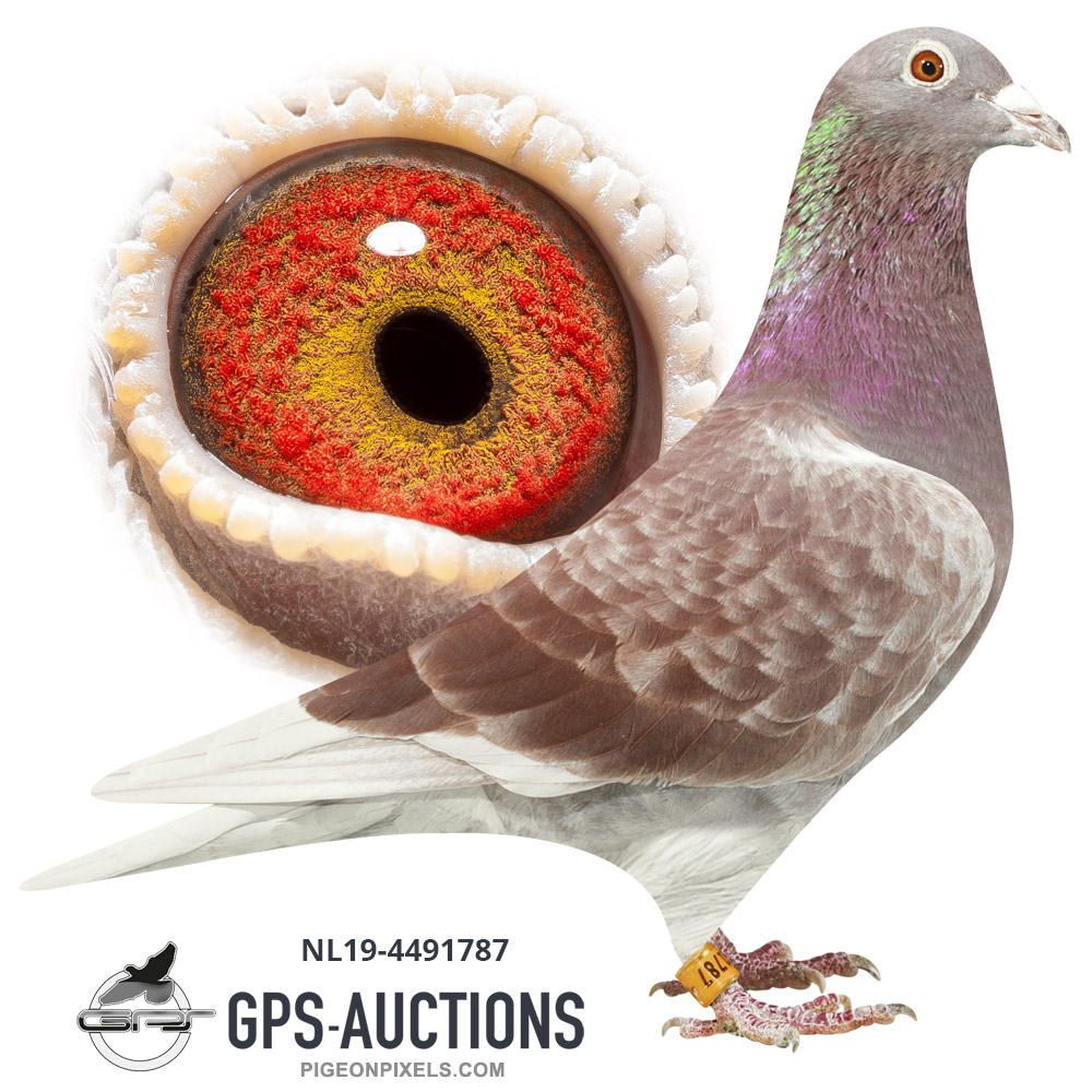 The Super Long Distance Pigeons - GPS-Auctions