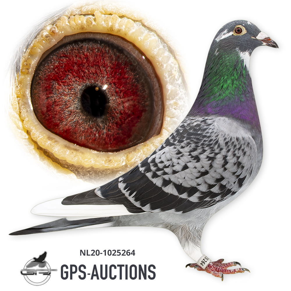Breeders Johan de Vries - GPS-Auctions