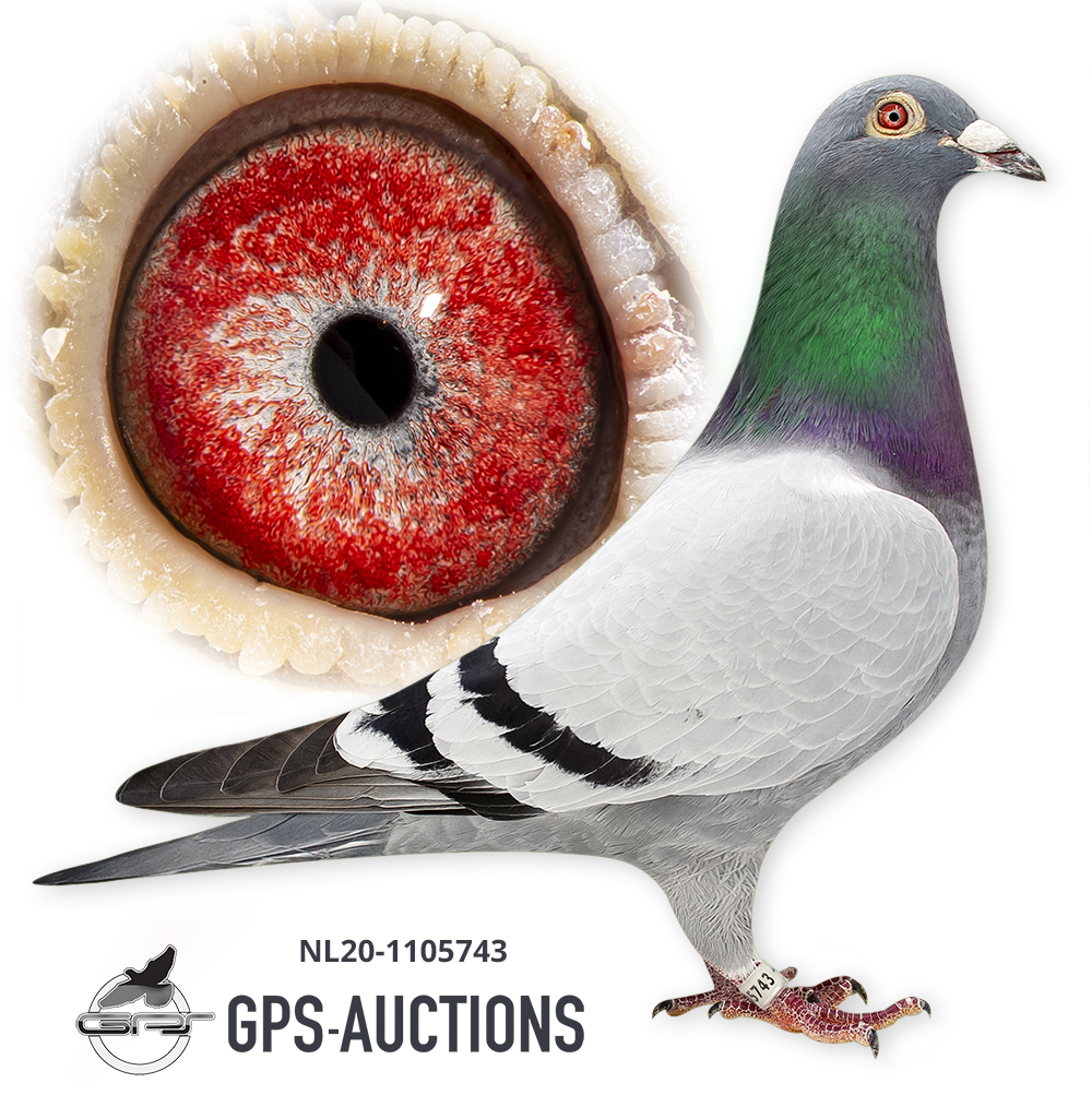 Breeders Johan de Vries - GPS-Auctions