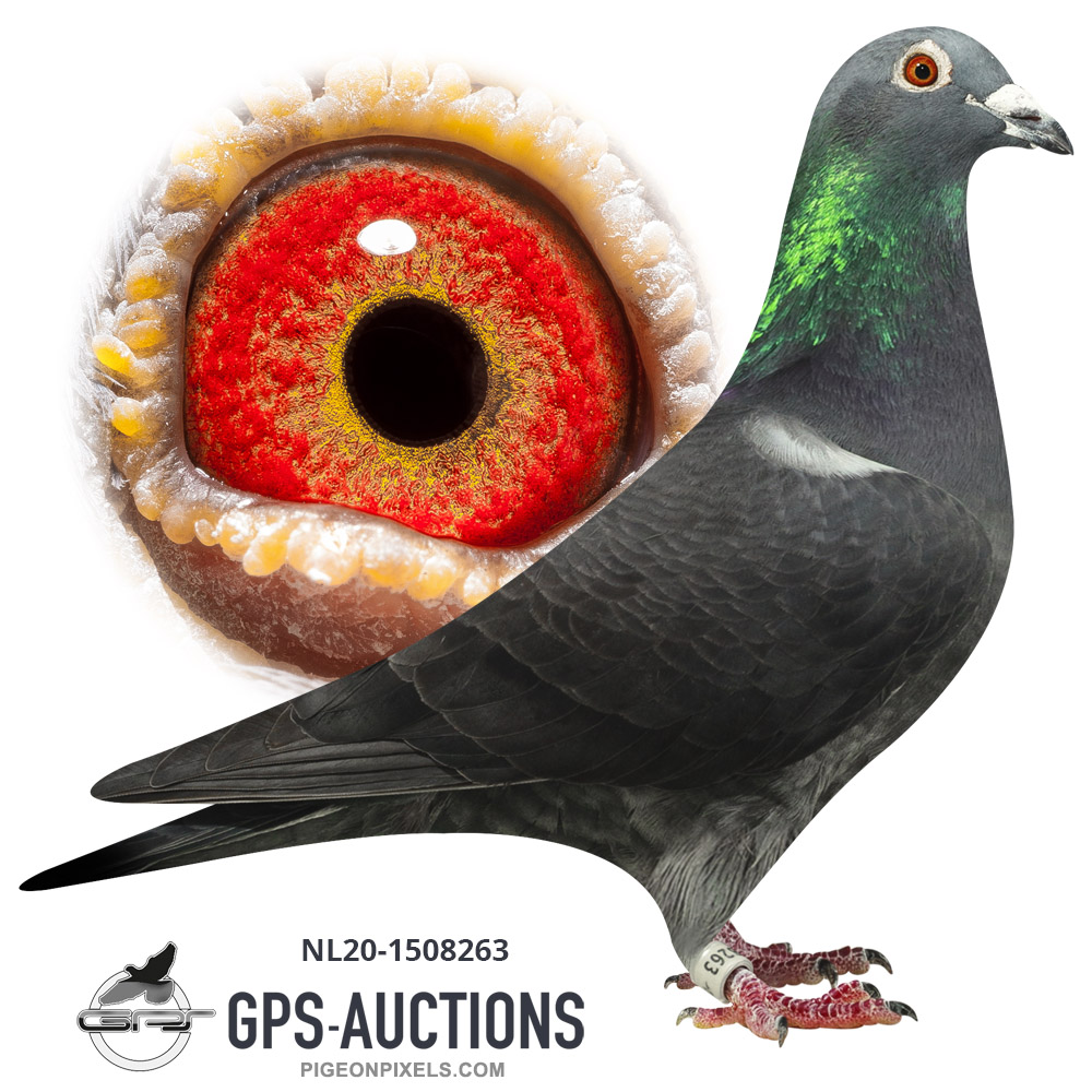 The Peter vd Merwe Special - GPS-Auctions