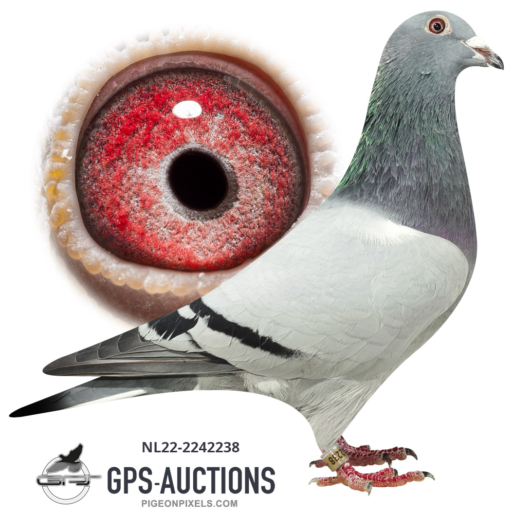 Will & Dirk Geudens - GPS-Auctions