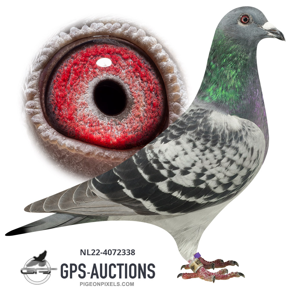 Belgium Speed Pigeons - GPS-Auctions