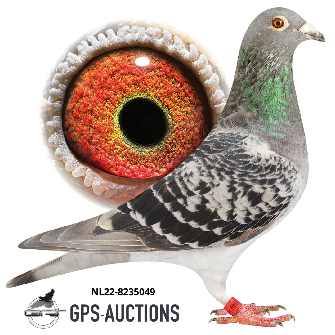 Comb. Moespot-Gijzen - GPS-Auctions