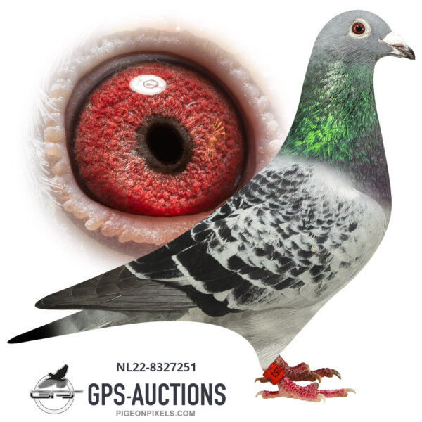 De Kroonduif 赛鸽 - GPS-Auctions