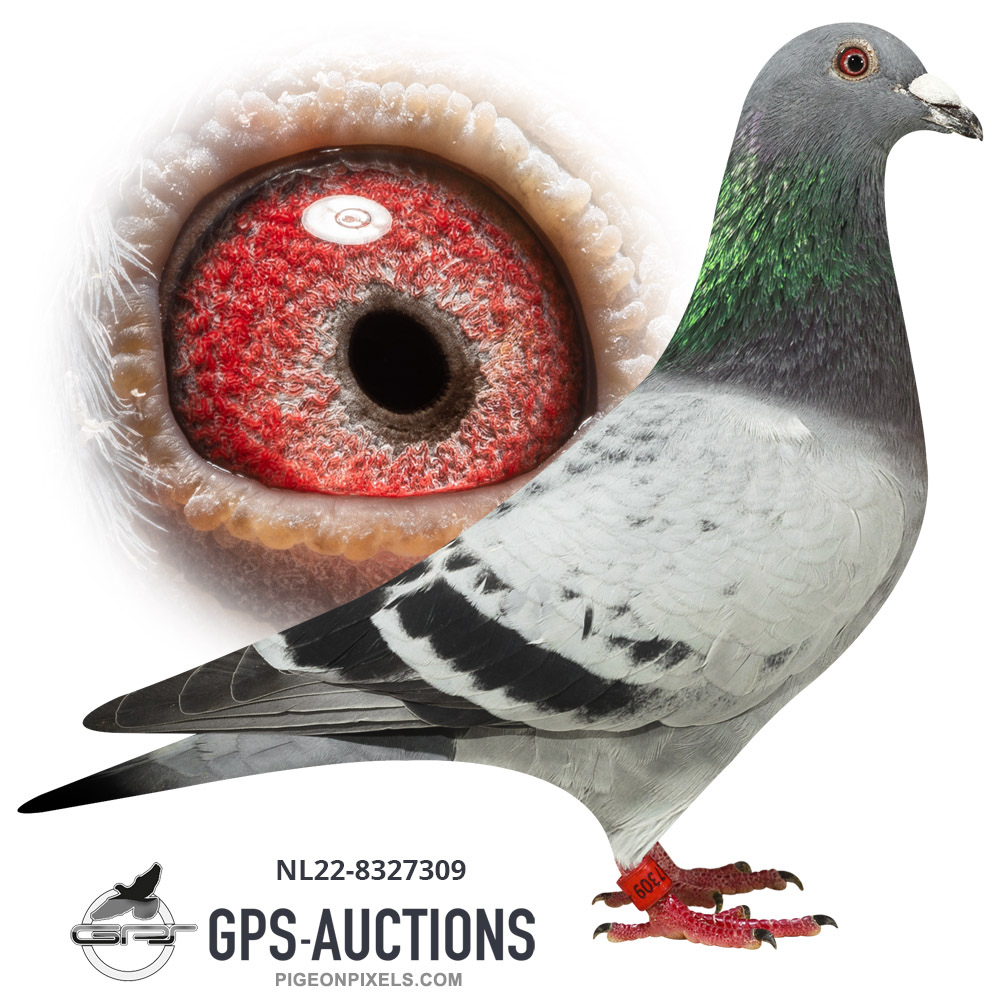 The Crown Pigeon Racing Pigeons - GPS-Auctions